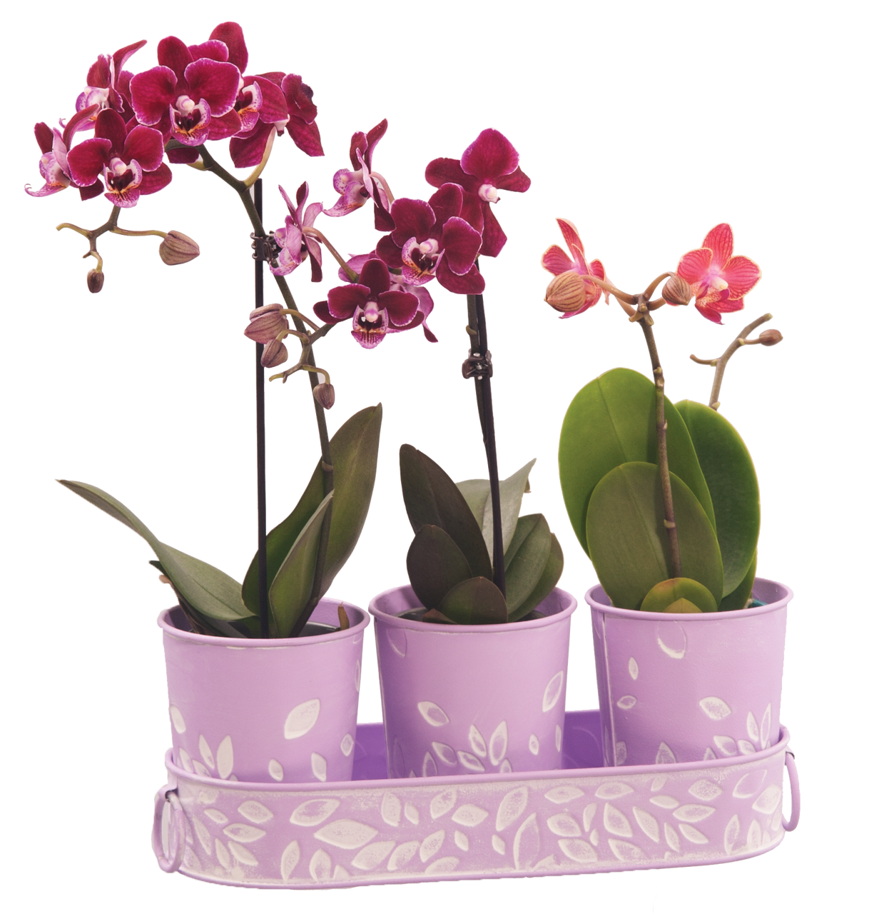 DirectFloral. Pastel Falling Leaves Sill Planter w/Tray Assortment 3.75"