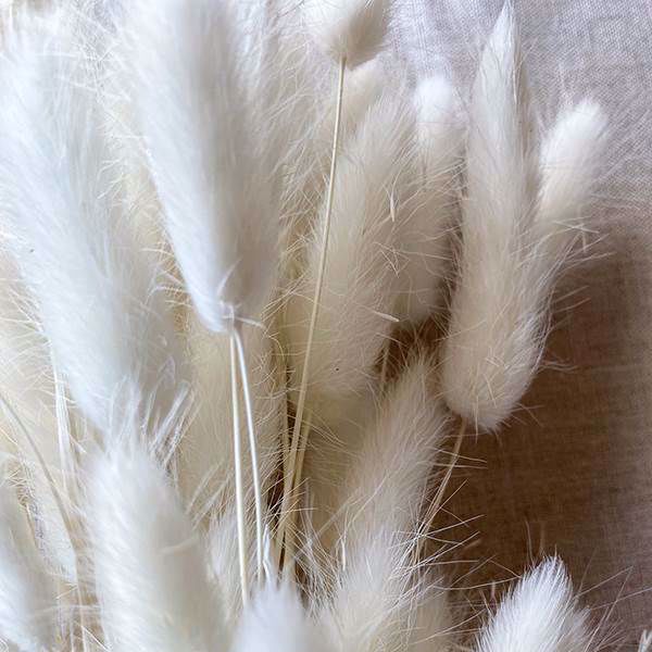 DirectFloral. Bunny Tails Bleached