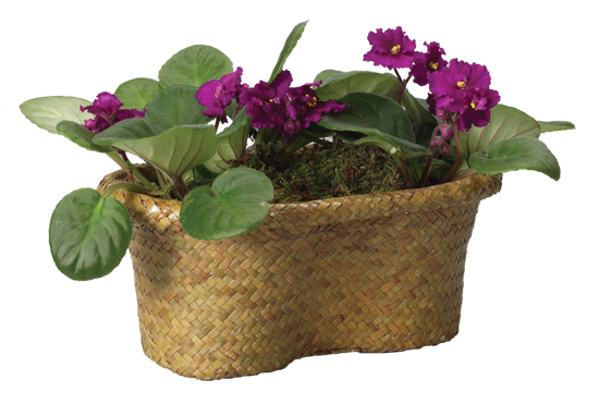 DirectFloral. Palm Leaf Double Bloomer 4"