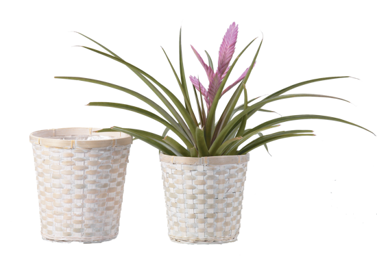 DirectFloral. Whitewash Bamboo Pot Cover 7"