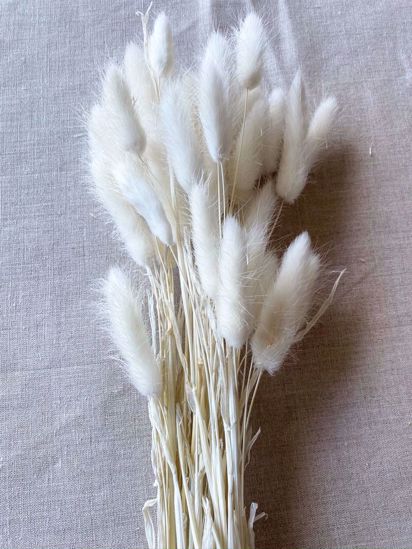 DirectFloral. Bunny Tails Bleached