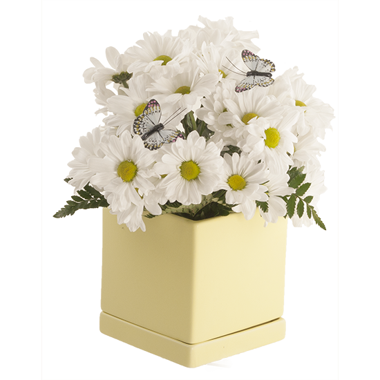 DirectFloral. 4 Asst Pastel Square Planter