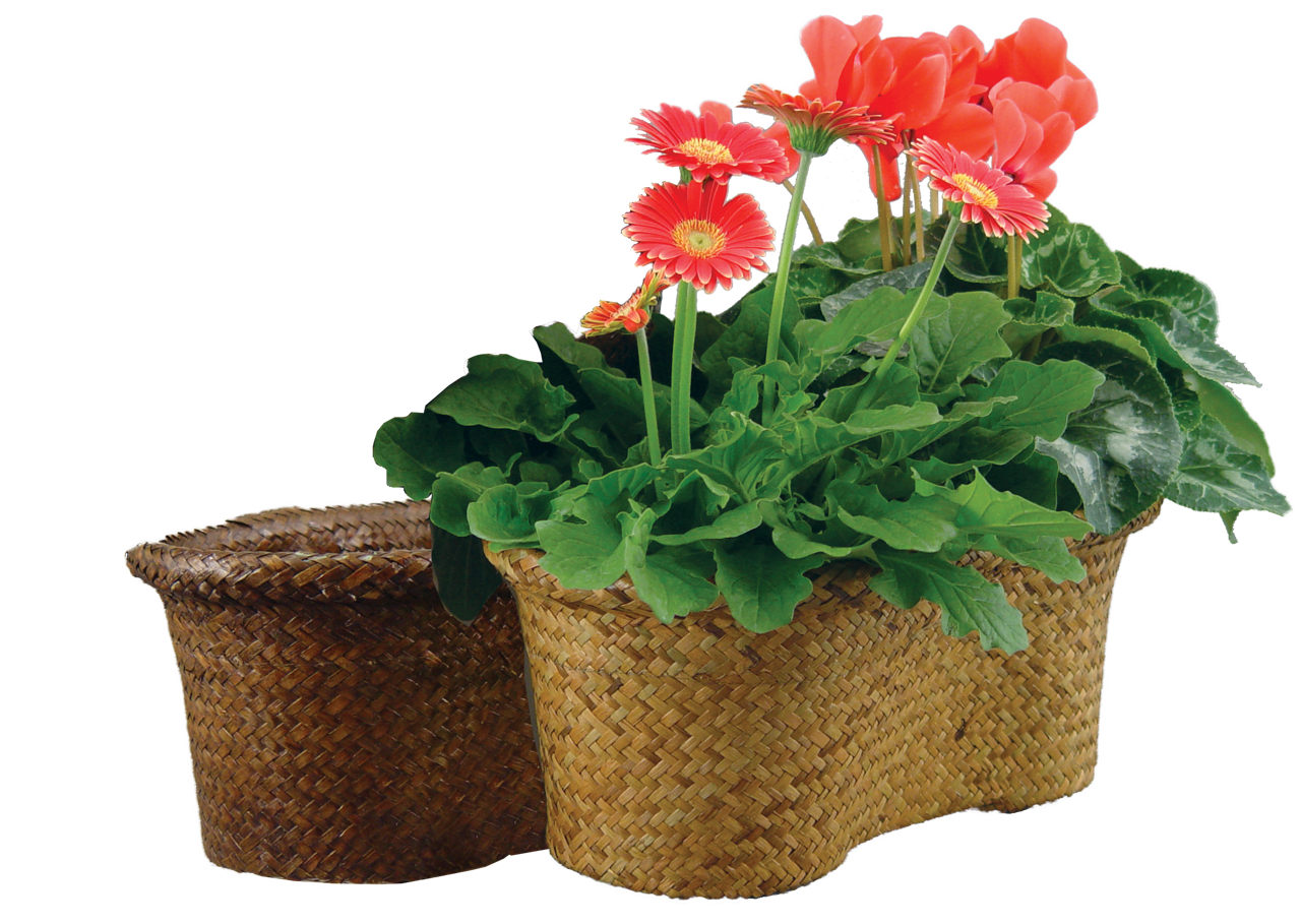 DirectFloral. Palm Leaf Double Bloomer 6" Stained