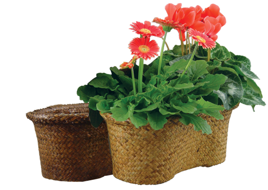 DirectFloral. Palm Leaf Double Bloomer 6" Stained