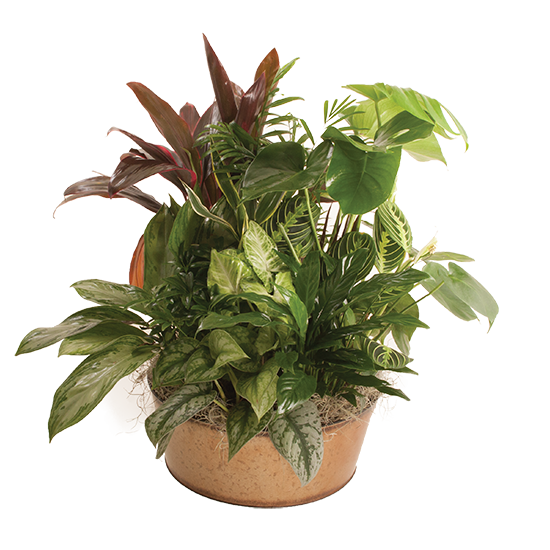 DirectFloral. 3 Asst Metallic Tones Dish Planter 9"