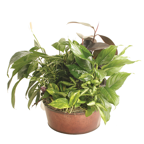 DirectFloral. 3 Asst Metallic Tones Dish Planter 9"