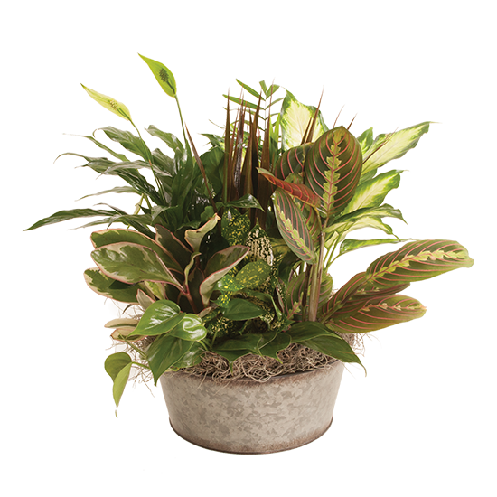 DirectFloral. 3 Asst Metallic Tones Dish Planter 9"