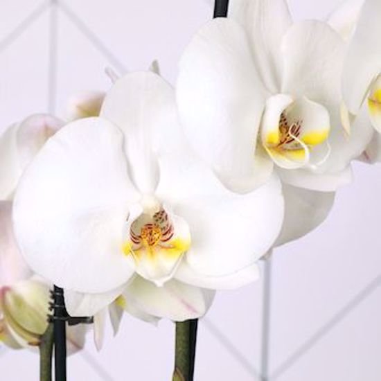 DirectFloral. 5" White Orchids