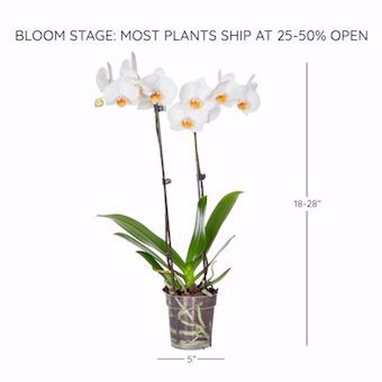 DirectFloral. 5" White Orchids