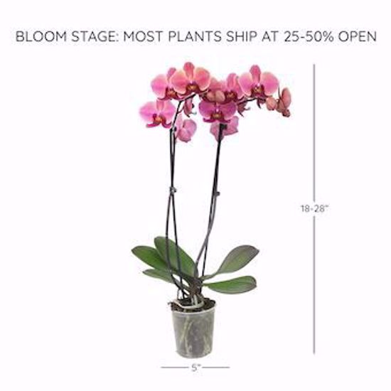 DirectFloral. 5" Orchid Assortment