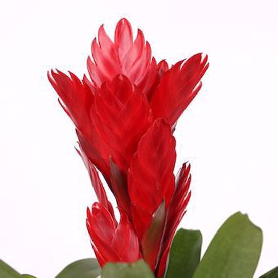 DirectFloral. 5"Red Bromeliads