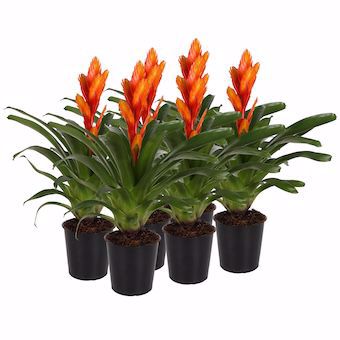DirectFloral. 5" Assorted Bromeliads