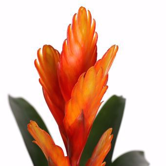 DirectFloral. 5" Assorted Bromeliads