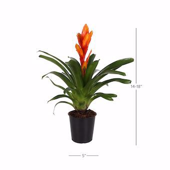 DirectFloral. 5" Assorted Bromeliads