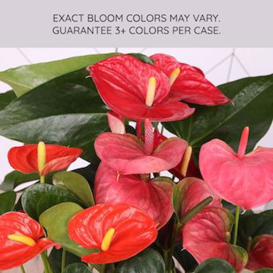 DirectFloral. 5" Anthurium Assortment