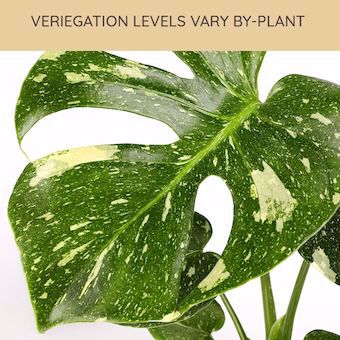 DirectFloral. 5" Exotic Monstera Thai Constellation