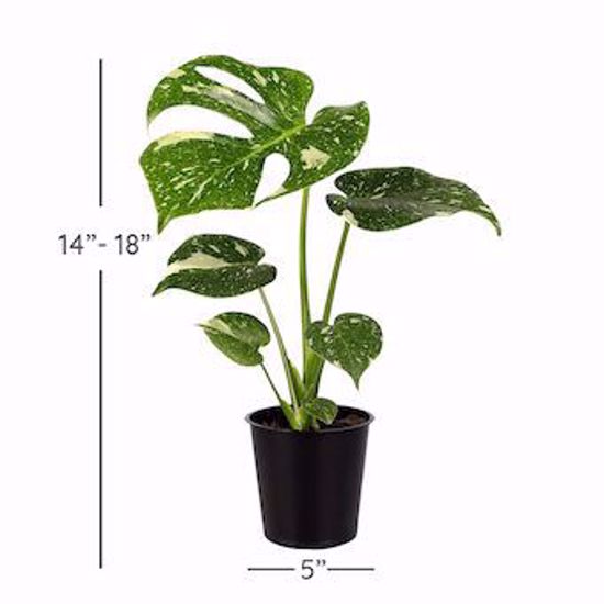 DirectFloral. 5" Exotic Monstera Thai Constellation