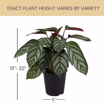 DirectFloral. 5" Signature Foliage Box