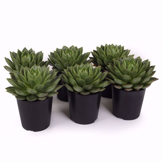 DirectFloral. 5" Echeveria
