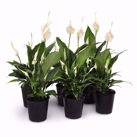 DirectFloral. 5" Peace Lily Spath
