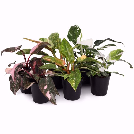 DirectFloral. 5" Fancy Philodendron Assortment