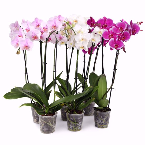 DirectFloral. 5" Beauty Mix Orchid Assortment