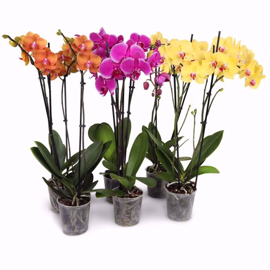 DirectFloral. 5" Striking Mix Orchids