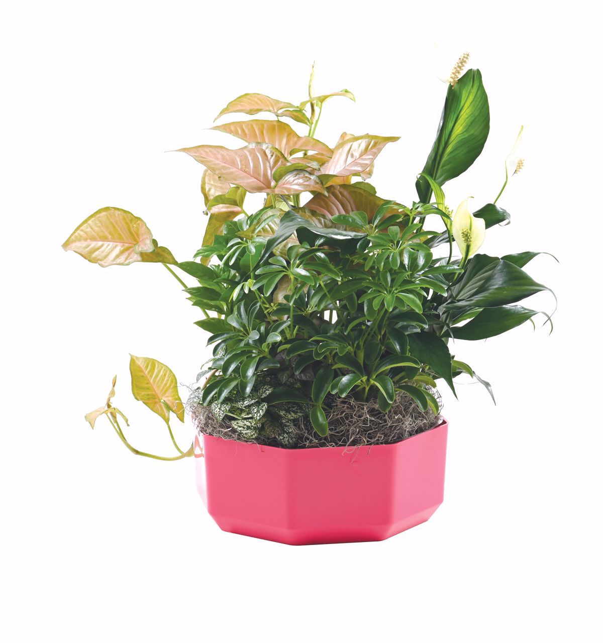 DirectFloral. 10" Octagon Dish Color Pop Assortment