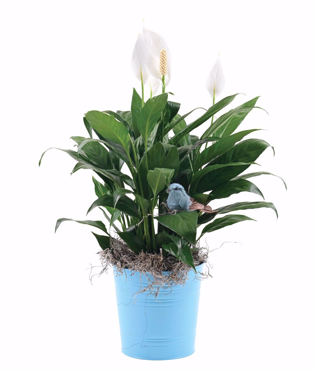 DirectFloral. 6 Asst Color Pop Pot Cover 4.5"